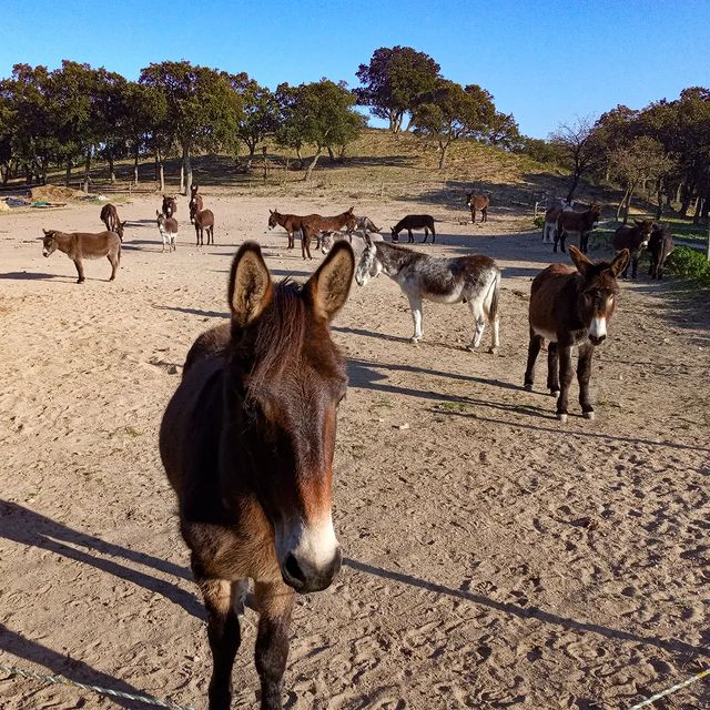 Burro Trek - Festes Catalunya
