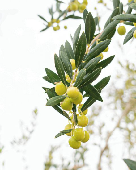 Arbequina Arbeca Autèntica - Festes Catalunya